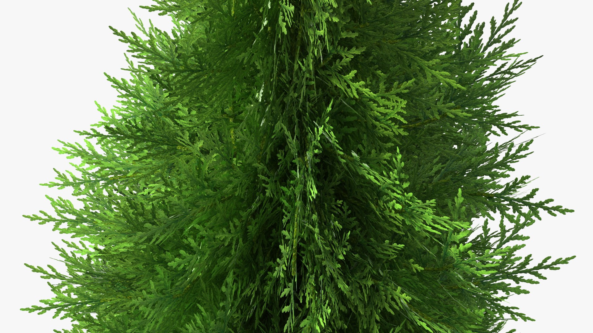 3D Chinese Arborvitae Model - TurboSquid 1789485
