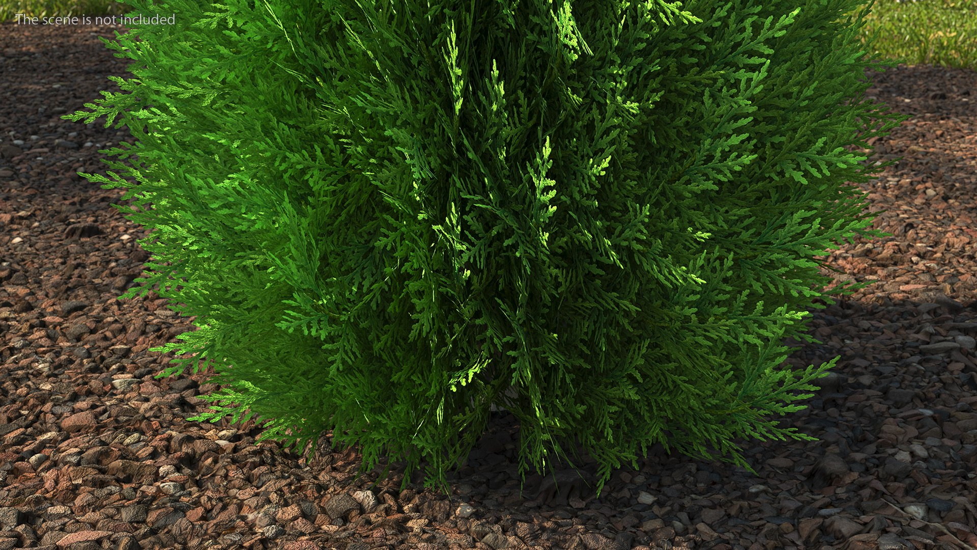 3D Chinese Arborvitae Model - TurboSquid 1789485