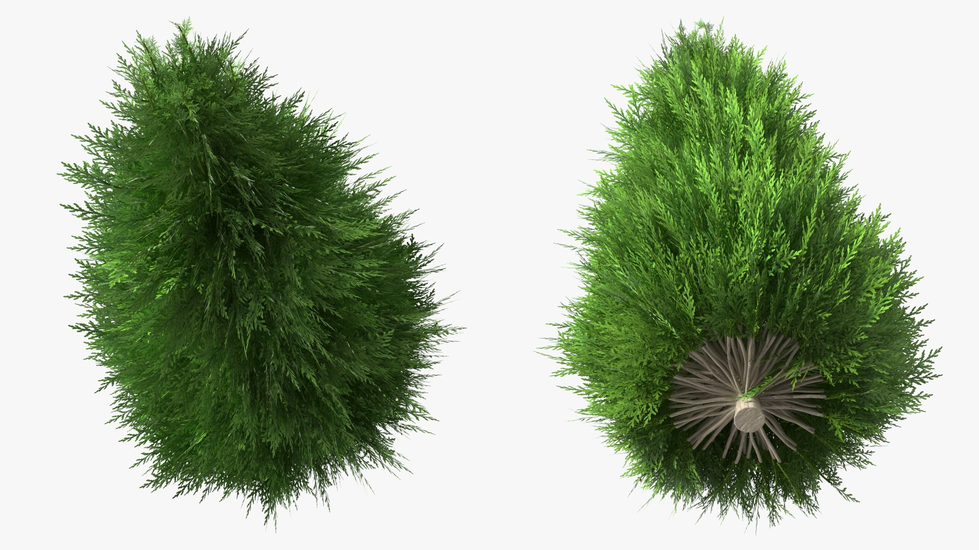 3D Chinese Arborvitae Model - TurboSquid 1789485