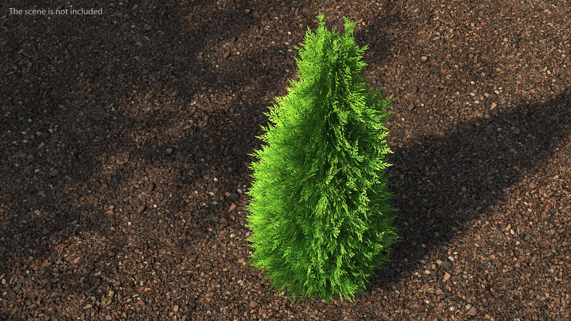 3D Chinese Arborvitae Model - TurboSquid 1789485