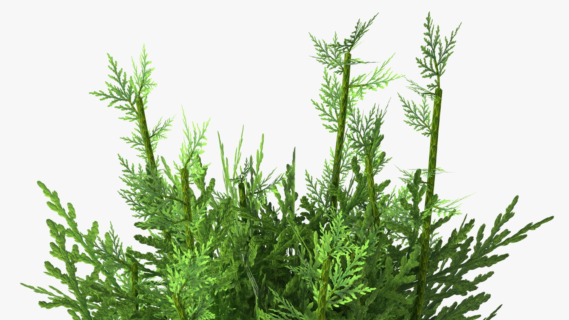 3D Chinese Arborvitae Model - TurboSquid 1789485