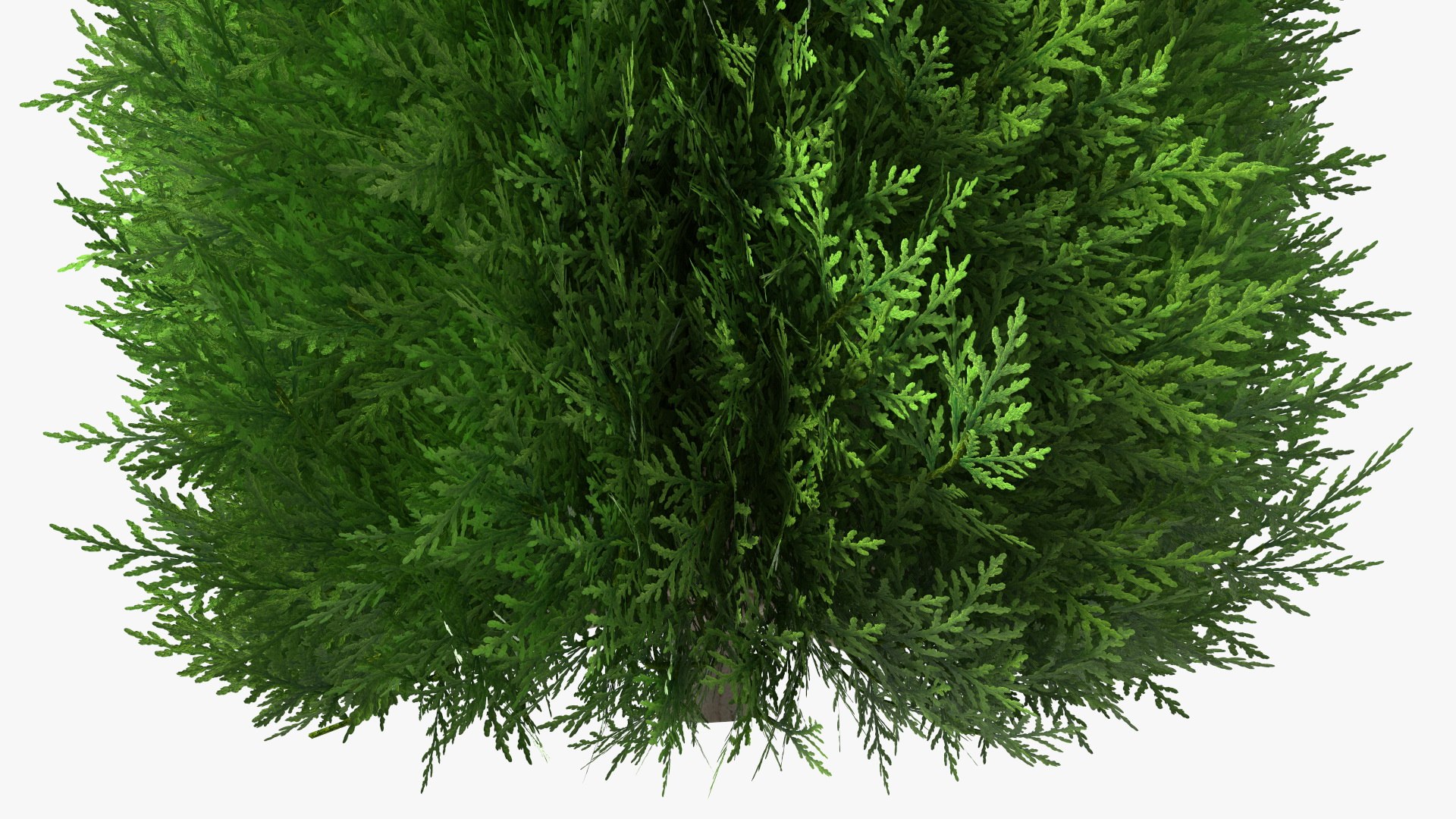 3D Chinese Arborvitae Model - TurboSquid 1789485