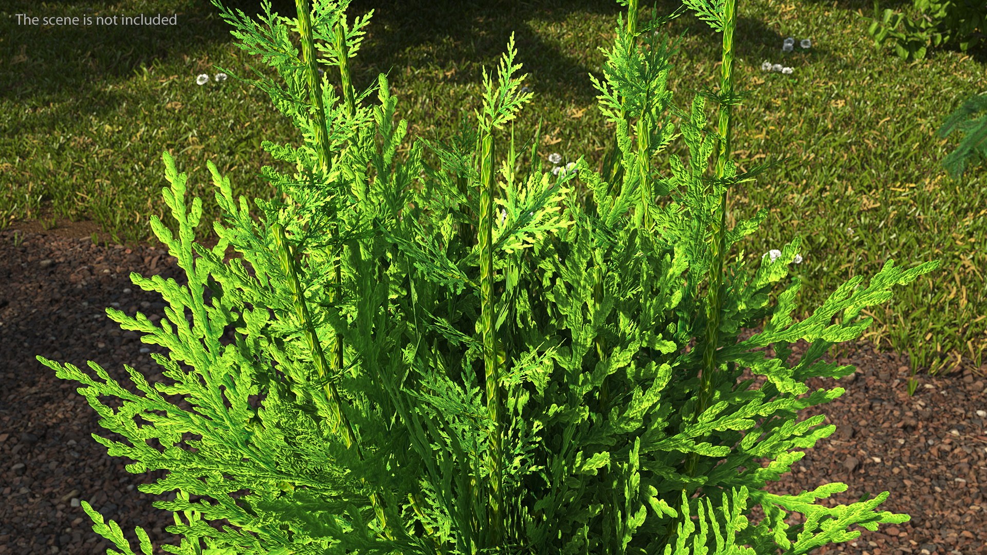 3D Chinese Arborvitae Model - TurboSquid 1789485