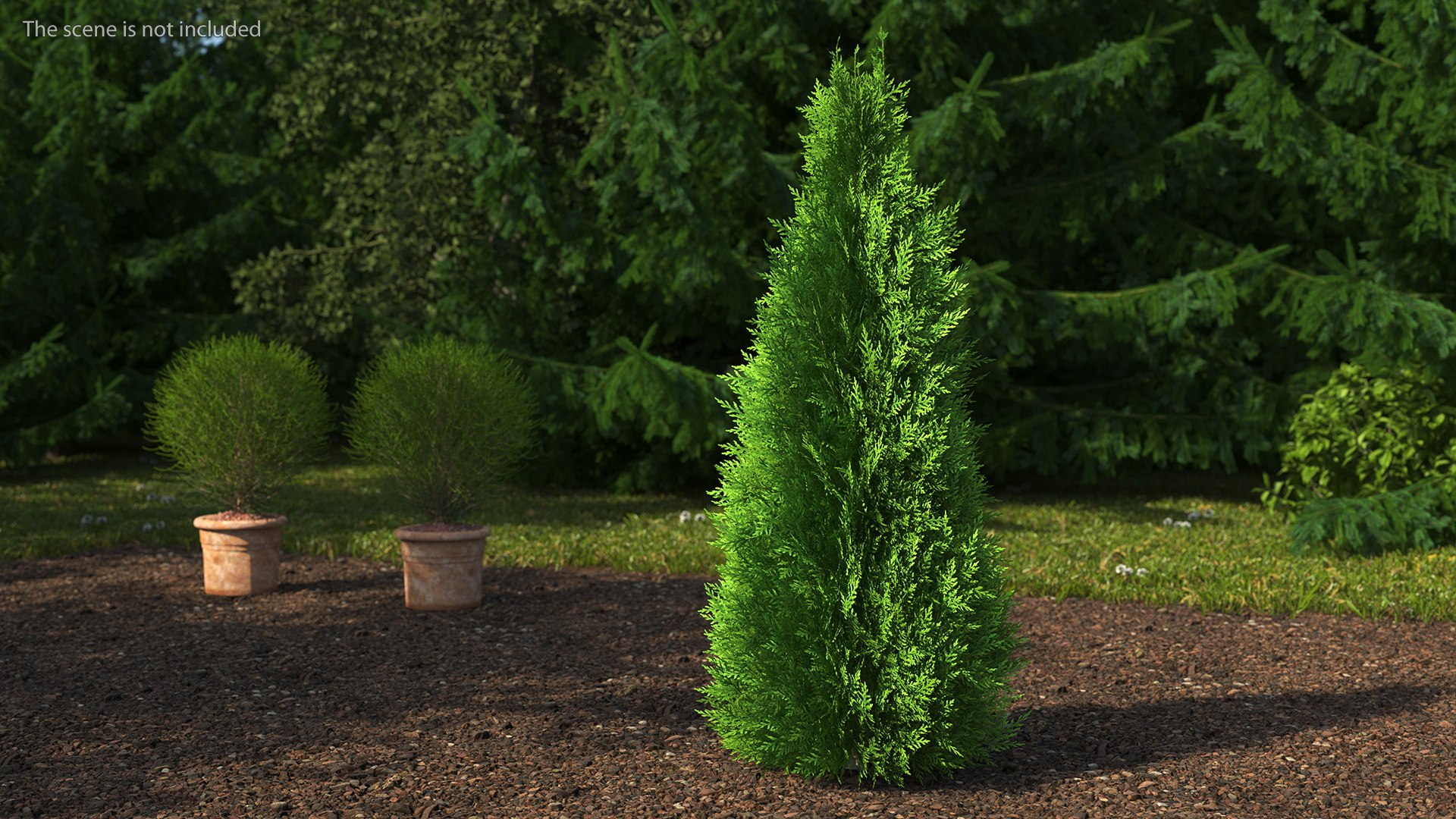 3D Chinese Arborvitae model - TurboSquid 1789485