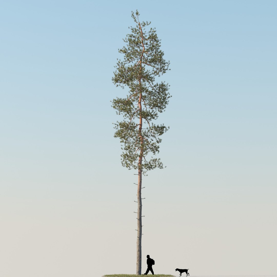 Realistic Pine Tree 3d Model