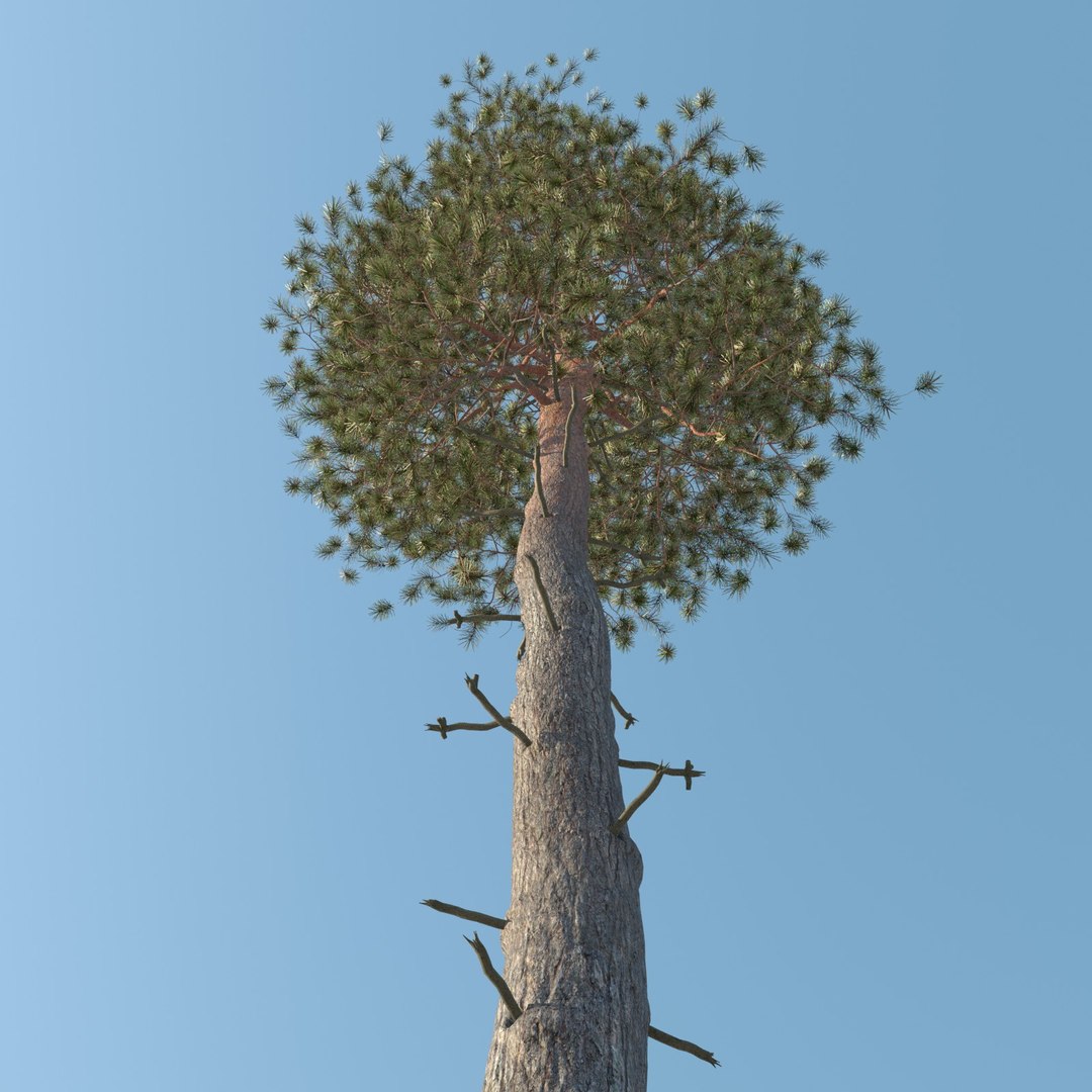 Realistic Pine Tree 3d Model