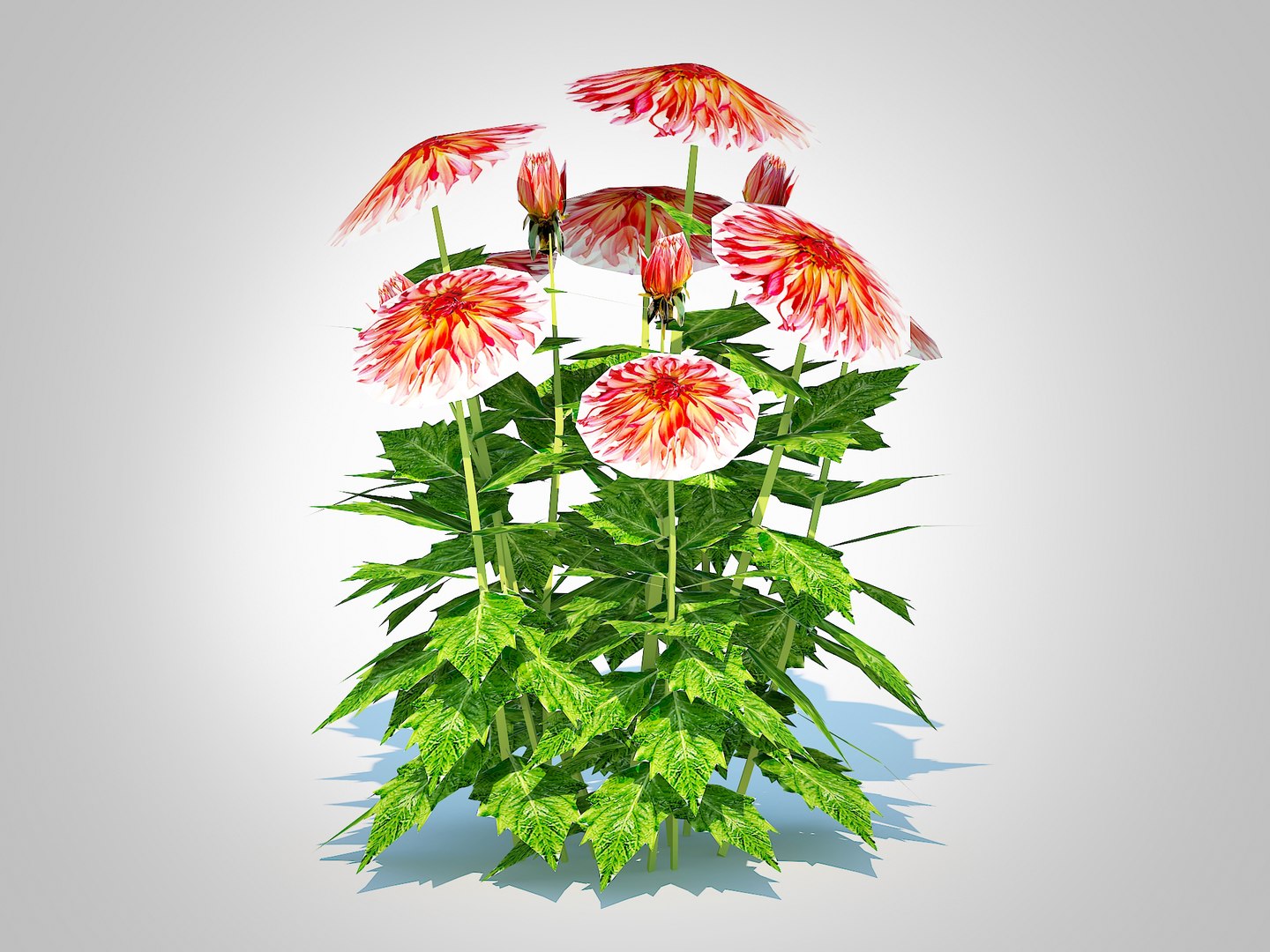 3D Dahlia Connie Model - TurboSquid 2289054