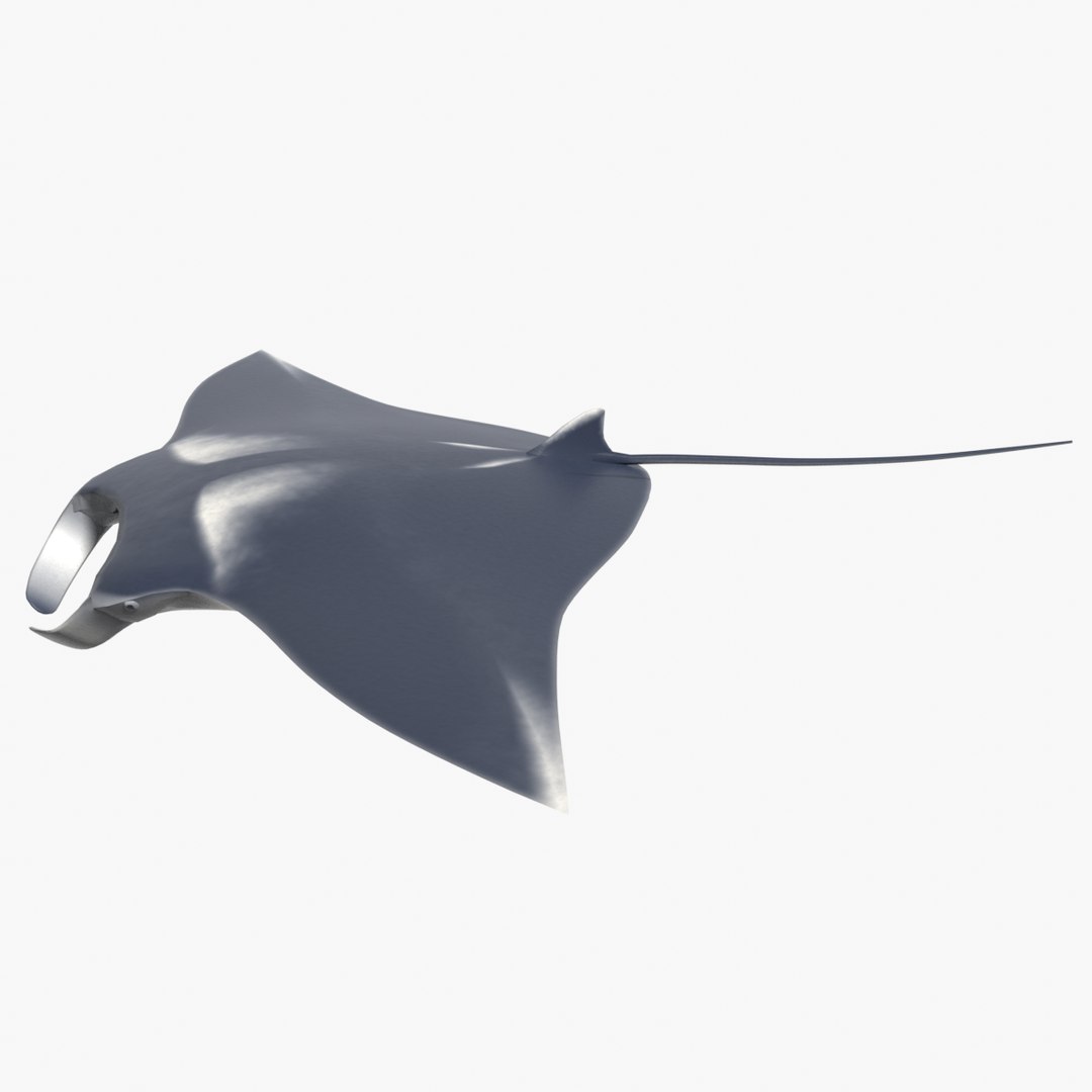 fish manta 3d model