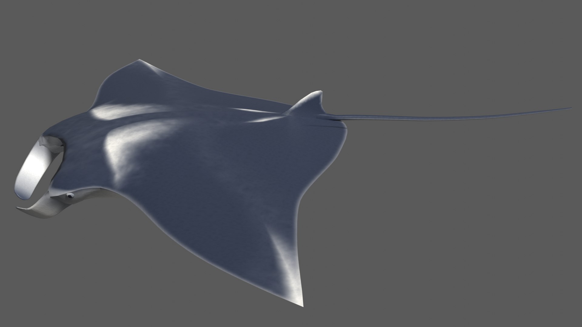 Fish Manta 3d Model