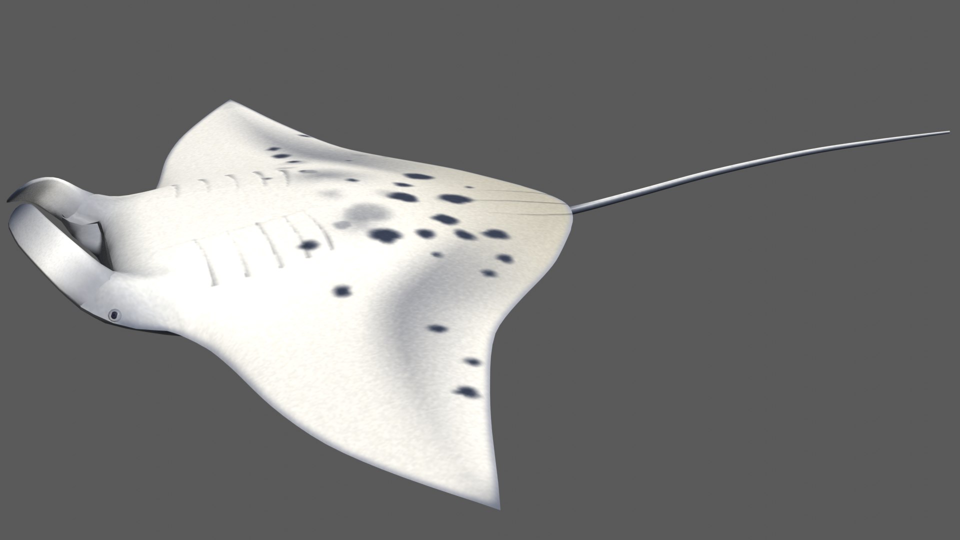 Fish Manta 3d Model
