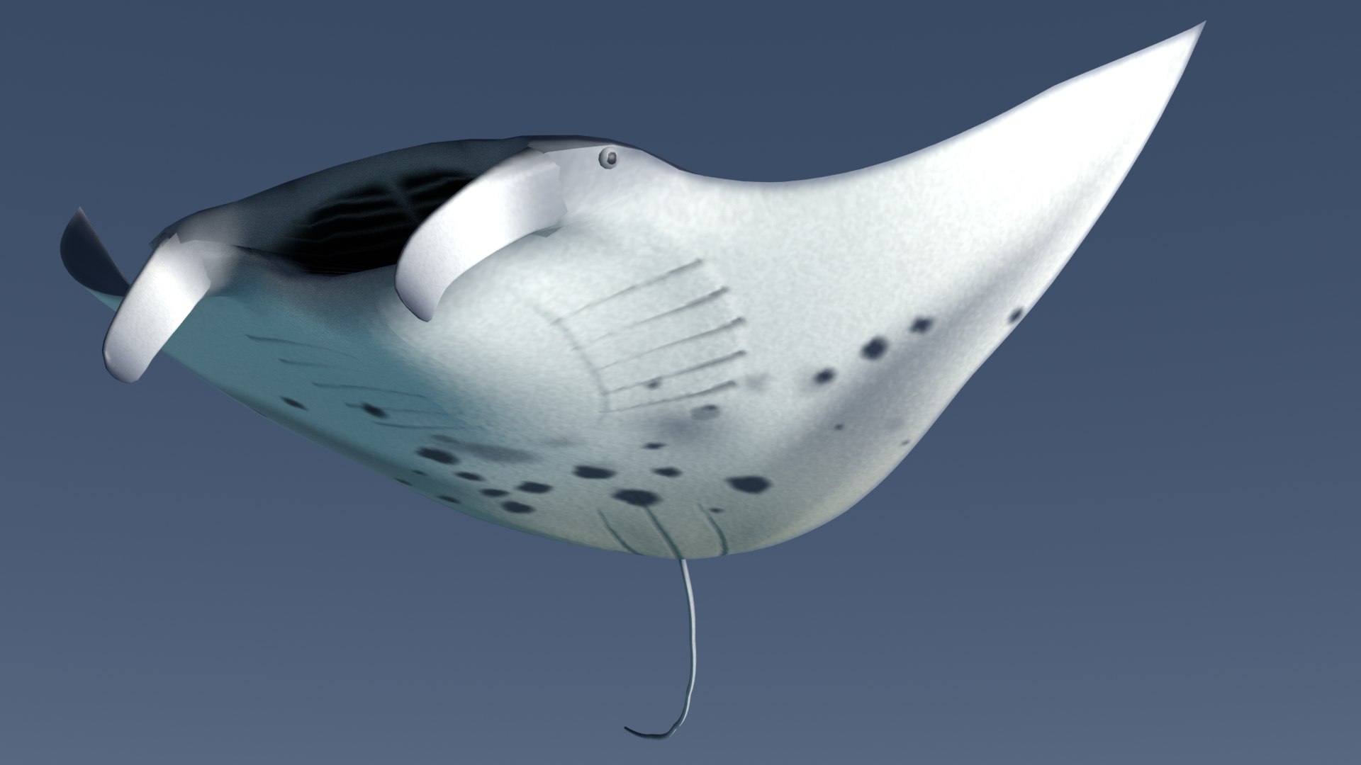 Fish Manta 3d Model