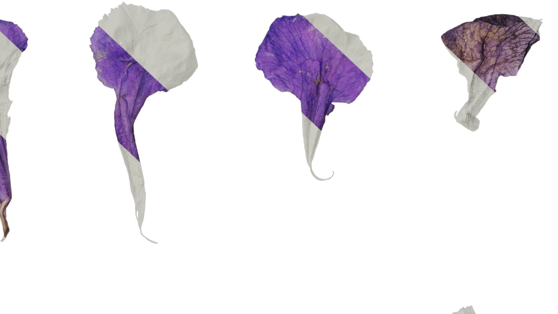 Anydrafts Ruellia Simplex Flower 02 Textures Model - TurboSquid 2358493