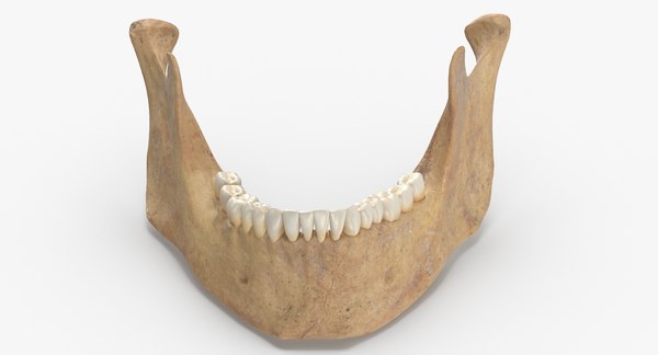 Human Male Jawbones With And Without Damages Collection White and ...