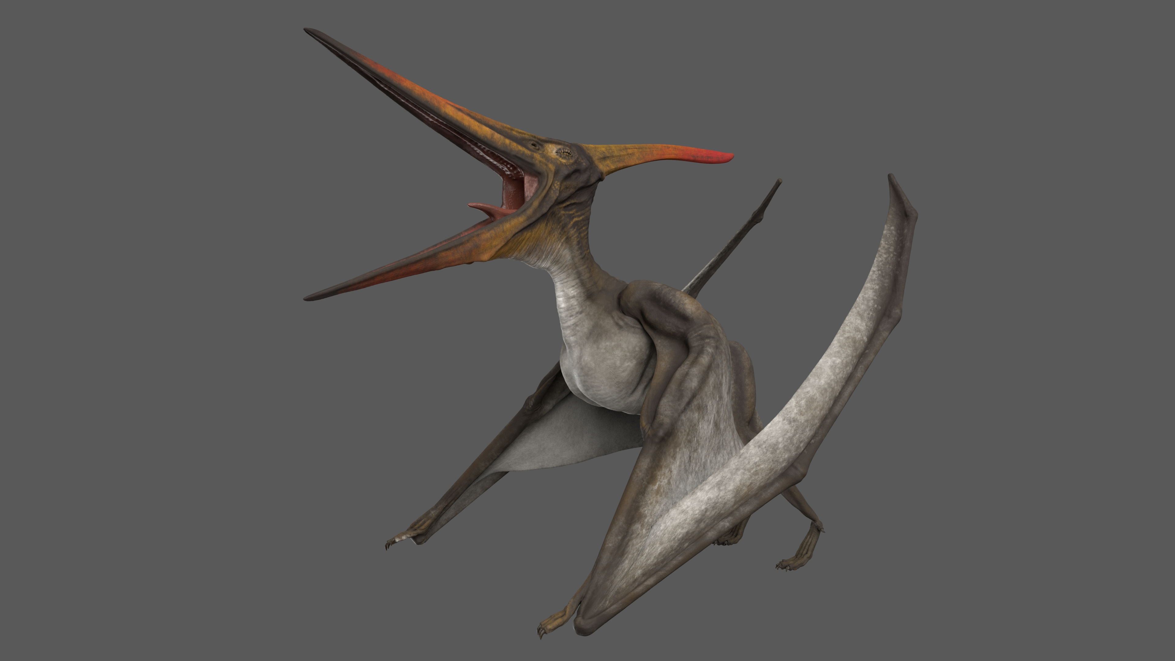 modelo 3d Pteranodon Longiceps Grey Animado - TurboSquid 1522384