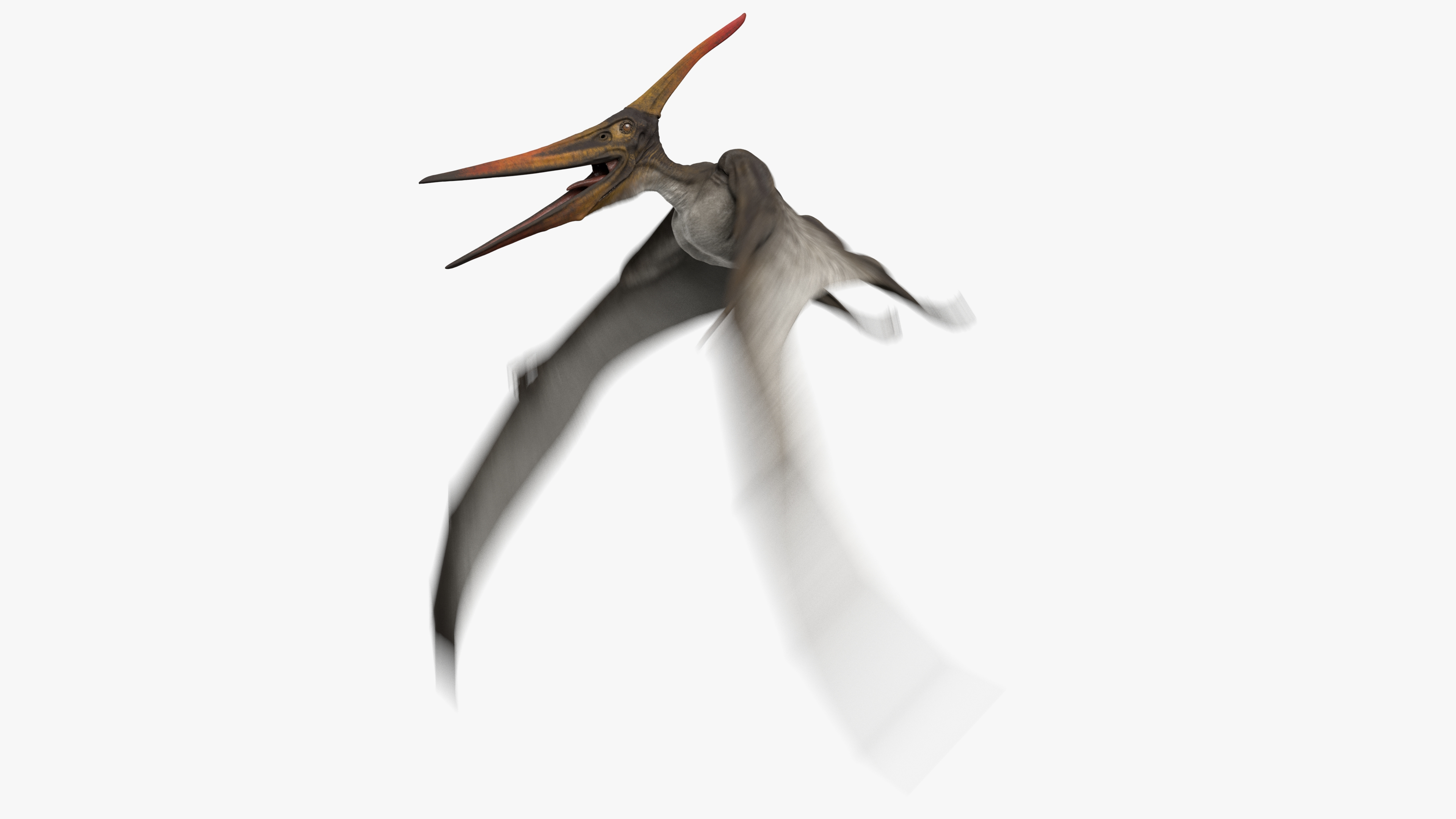 Pteranodon Longiceps 회색 애니메이션 3D 모델 - TurboSquid 1522384