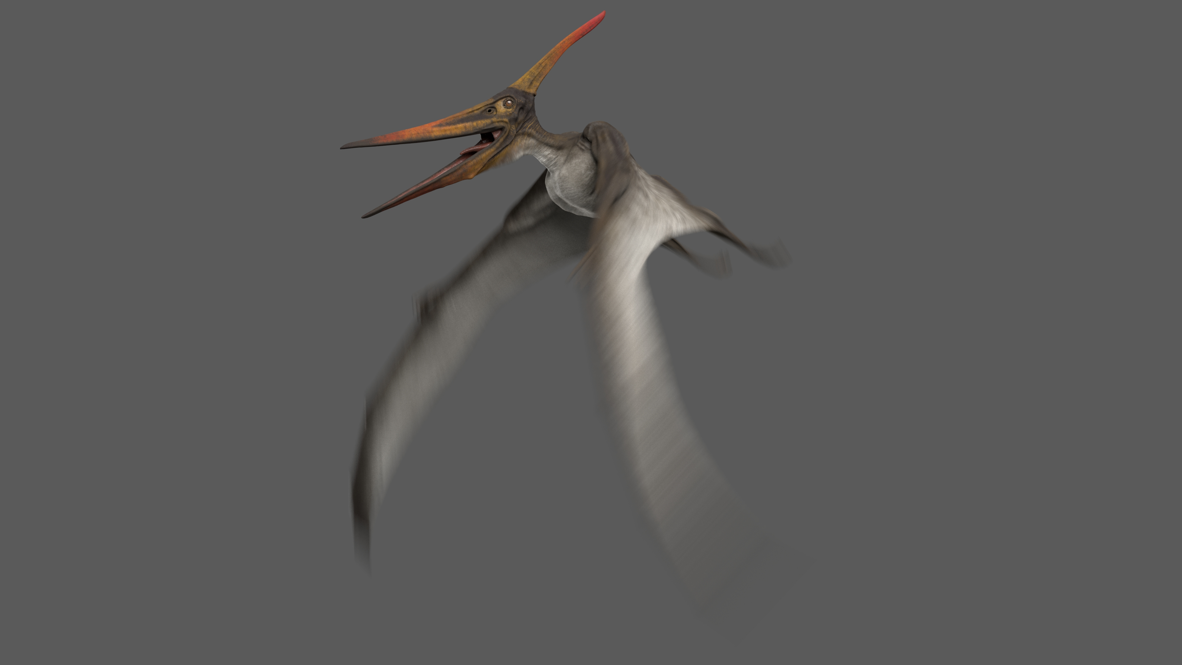 Pteranodon Longiceps 회색 애니메이션 3D 모델 - TurboSquid 1522384