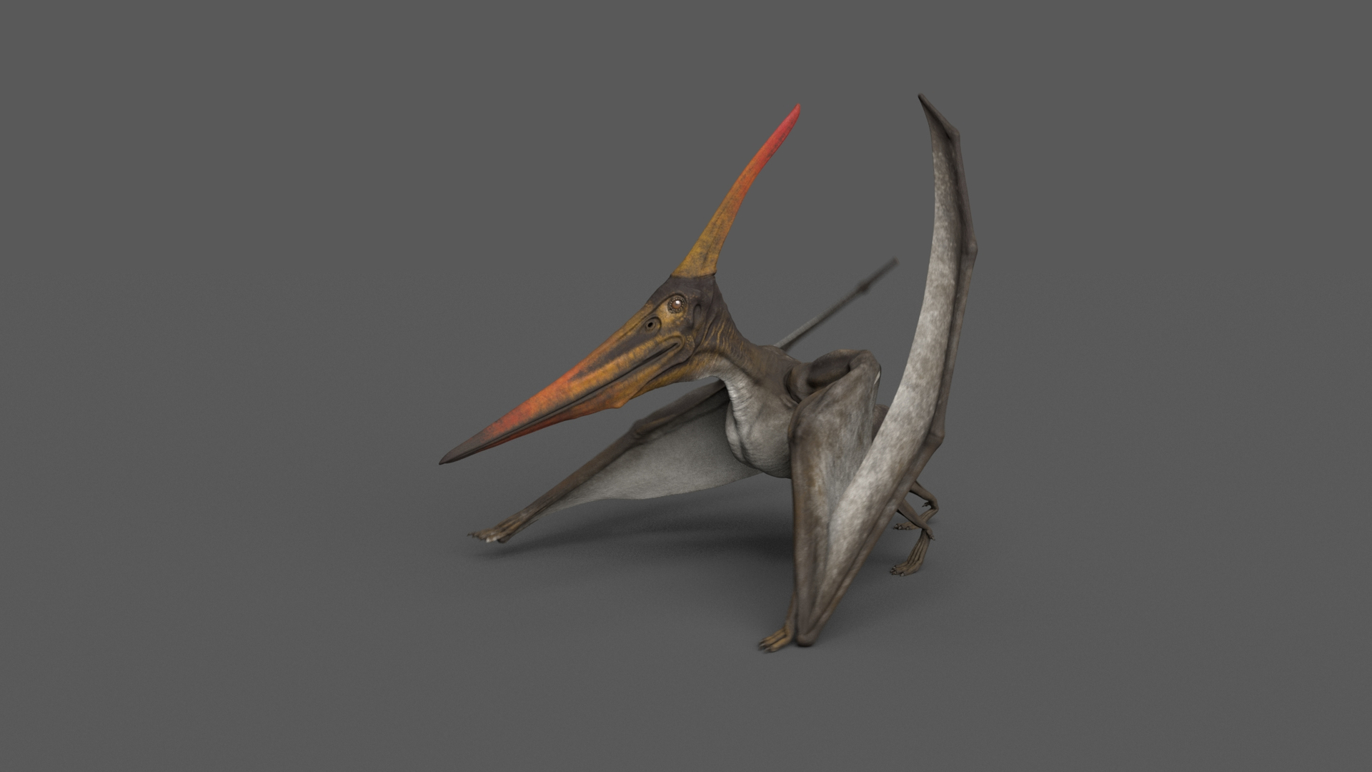 3D Model Pteranodon Longiceps Gray Animation Flying - TurboSquid 1522384