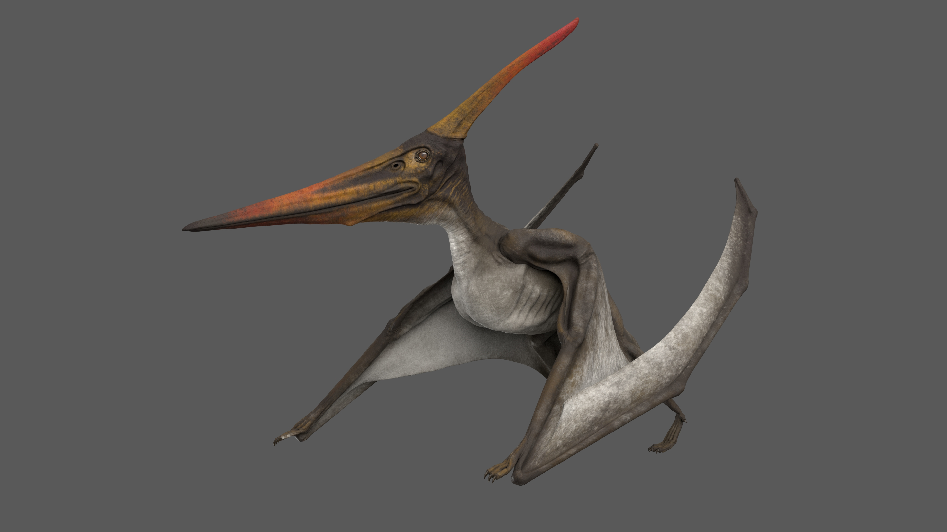 Pteranodon Longiceps 회색 애니메이션 3D 모델 - TurboSquid 1522384
