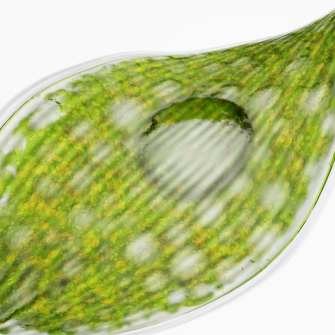 3D Phacus Rigged - TurboSquid 2074334