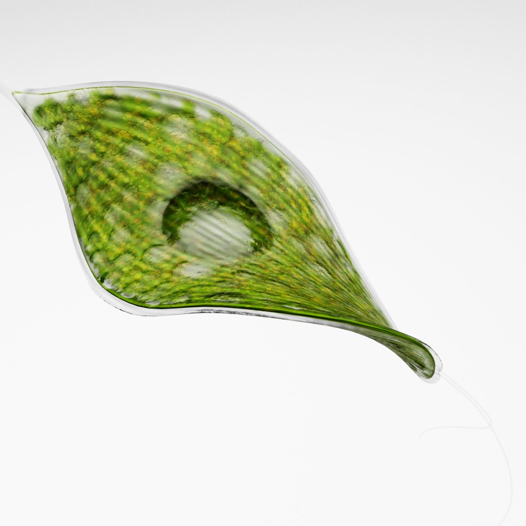 3D Phacus Rigged - TurboSquid 2074334