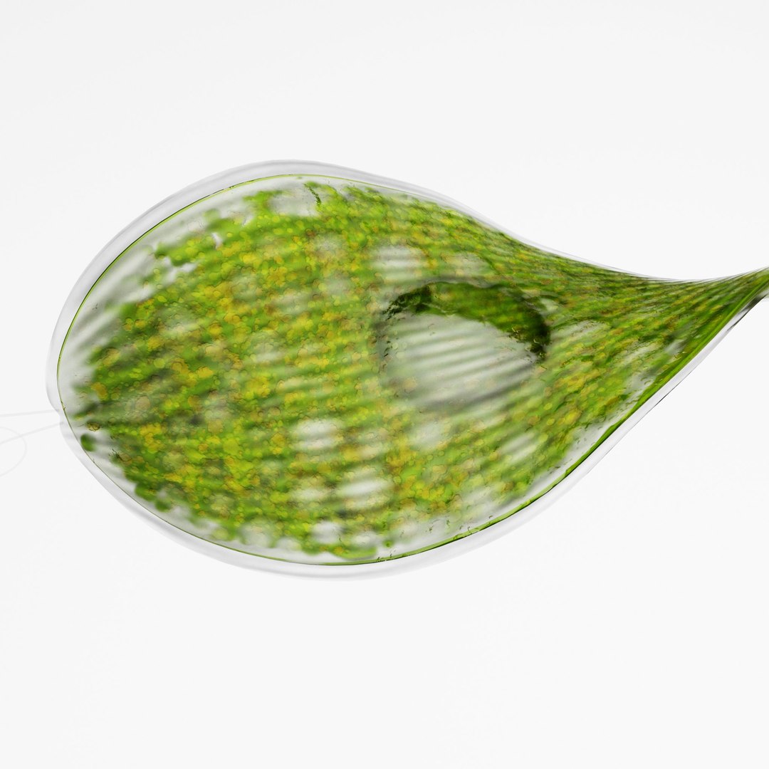 3D Phacus Rigged - TurboSquid 2074334