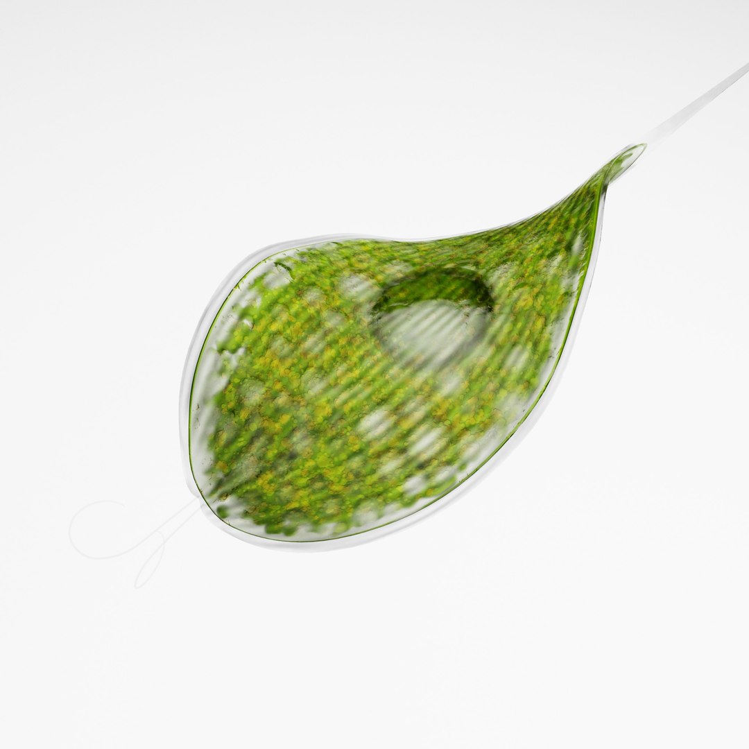 3D Phacus Rigged - TurboSquid 2074334