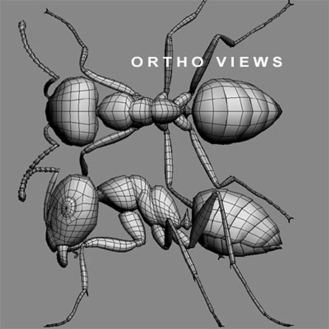 Ant 3D Model - TurboSquid 251071