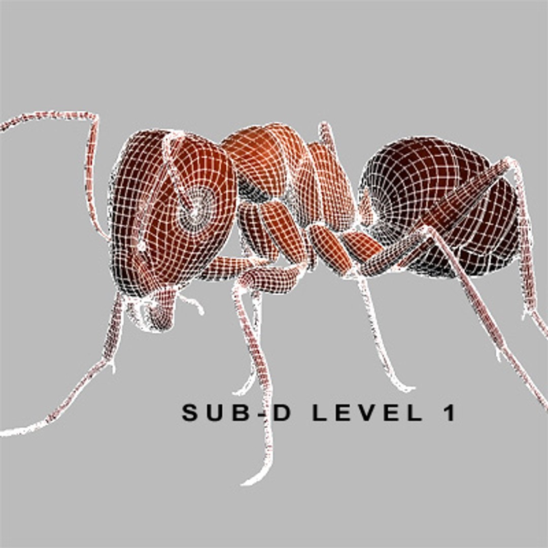 Ant 3D Model - TurboSquid 251071