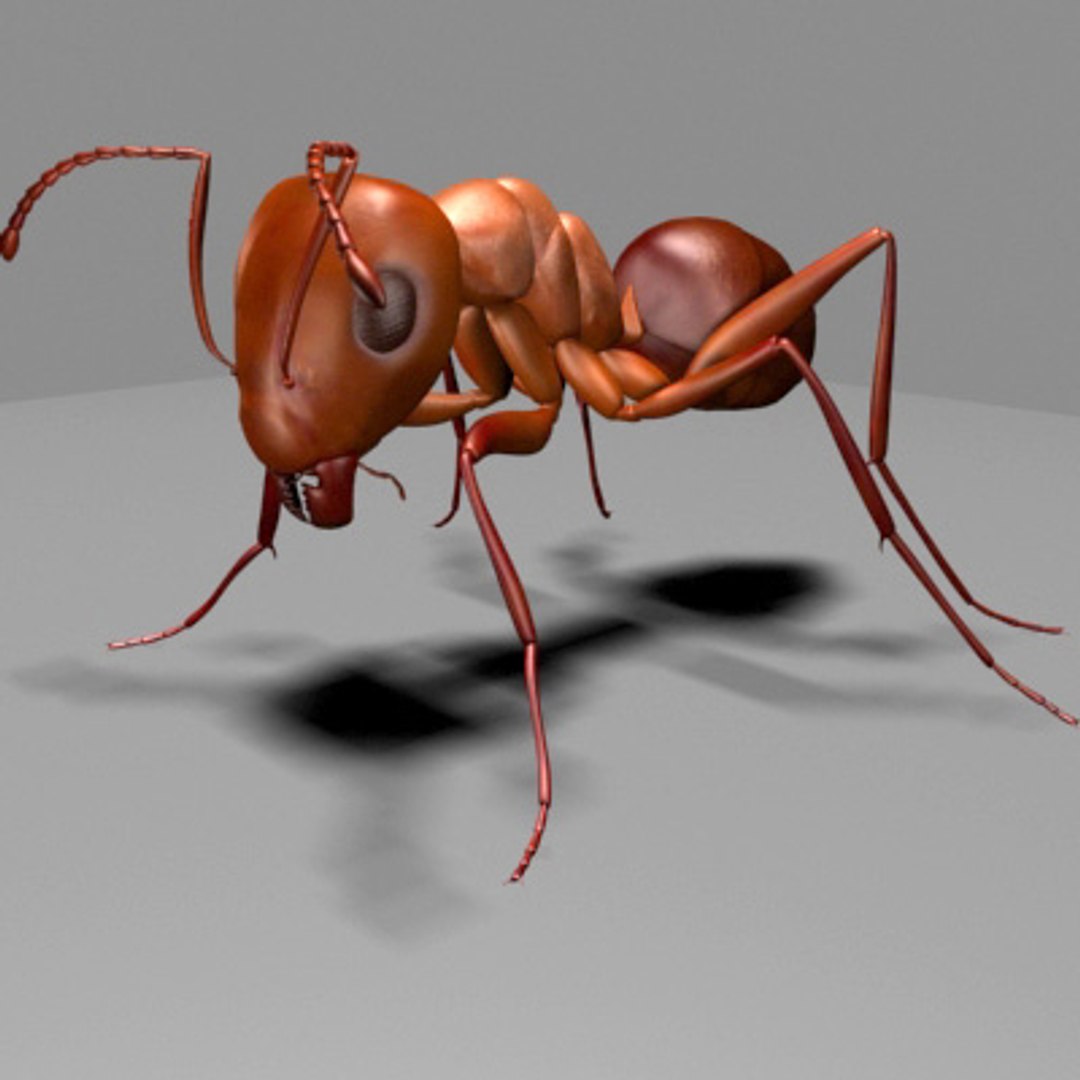Ant 3D Model - TurboSquid 251071