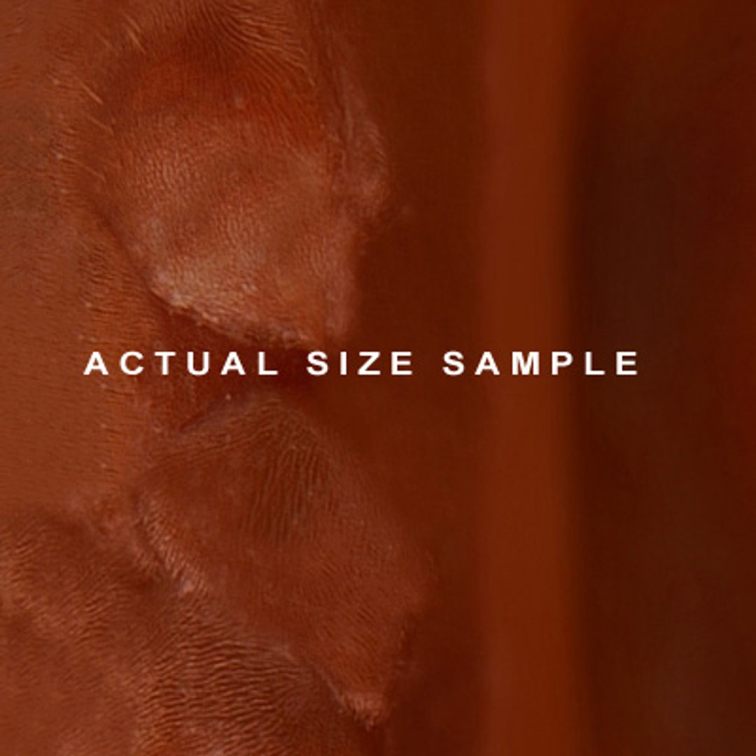 Ant 3D Model - TurboSquid 251071