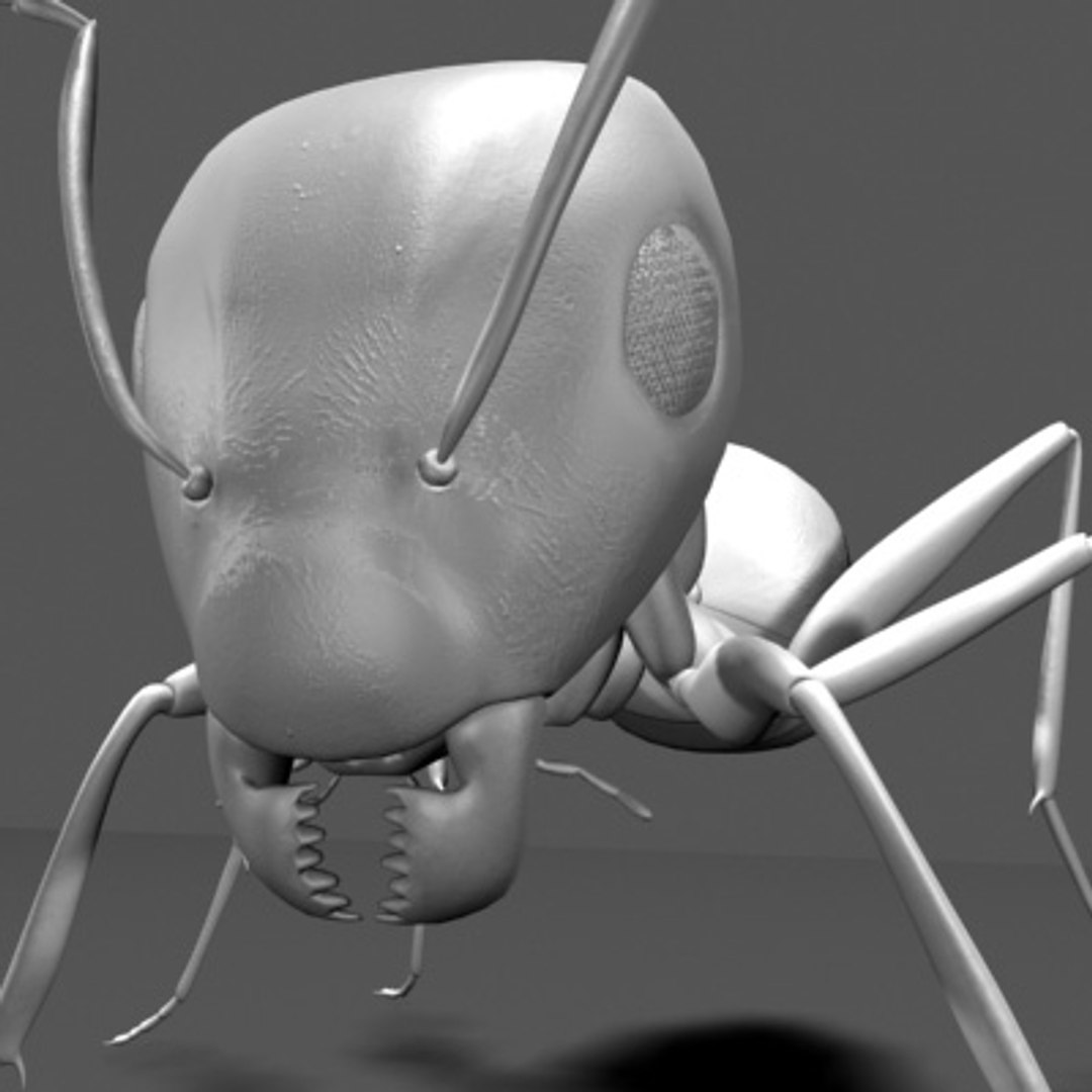 Ant 3D Model - TurboSquid 251071