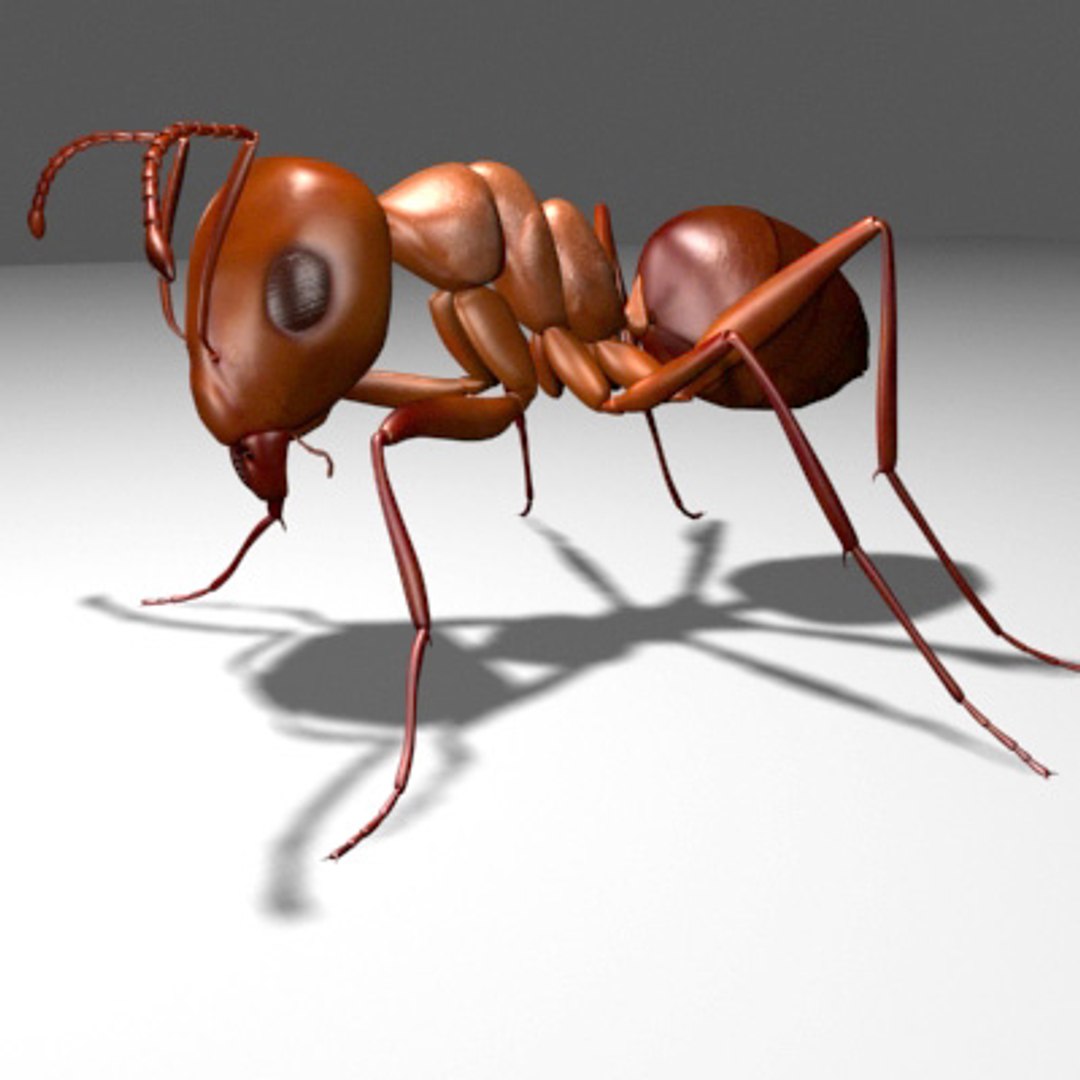 Ant 3D Model - TurboSquid 251071
