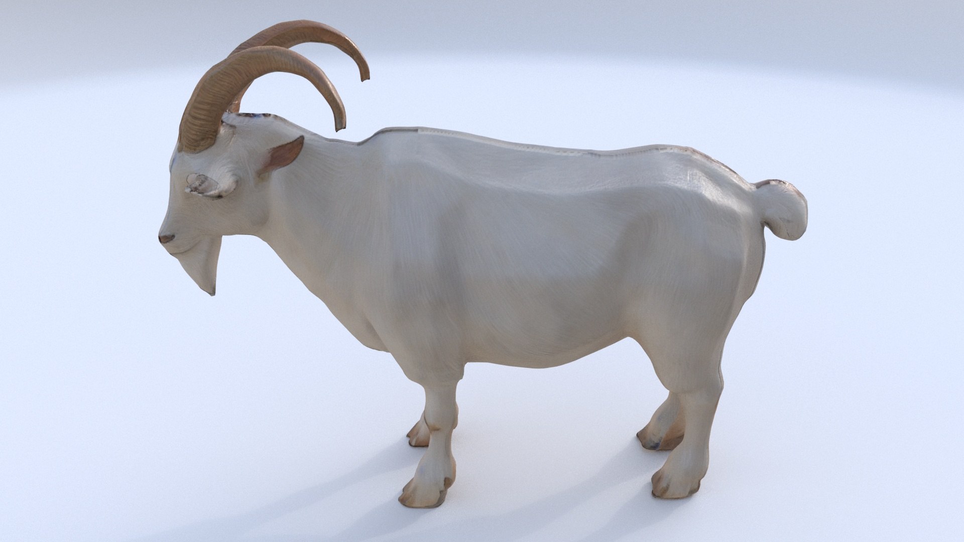 Goat 1 3D Model - TurboSquid 2334996