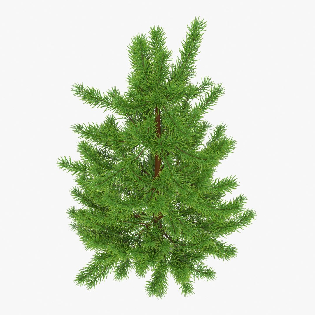 Fir Tree 3D Model - TurboSquid 1199095