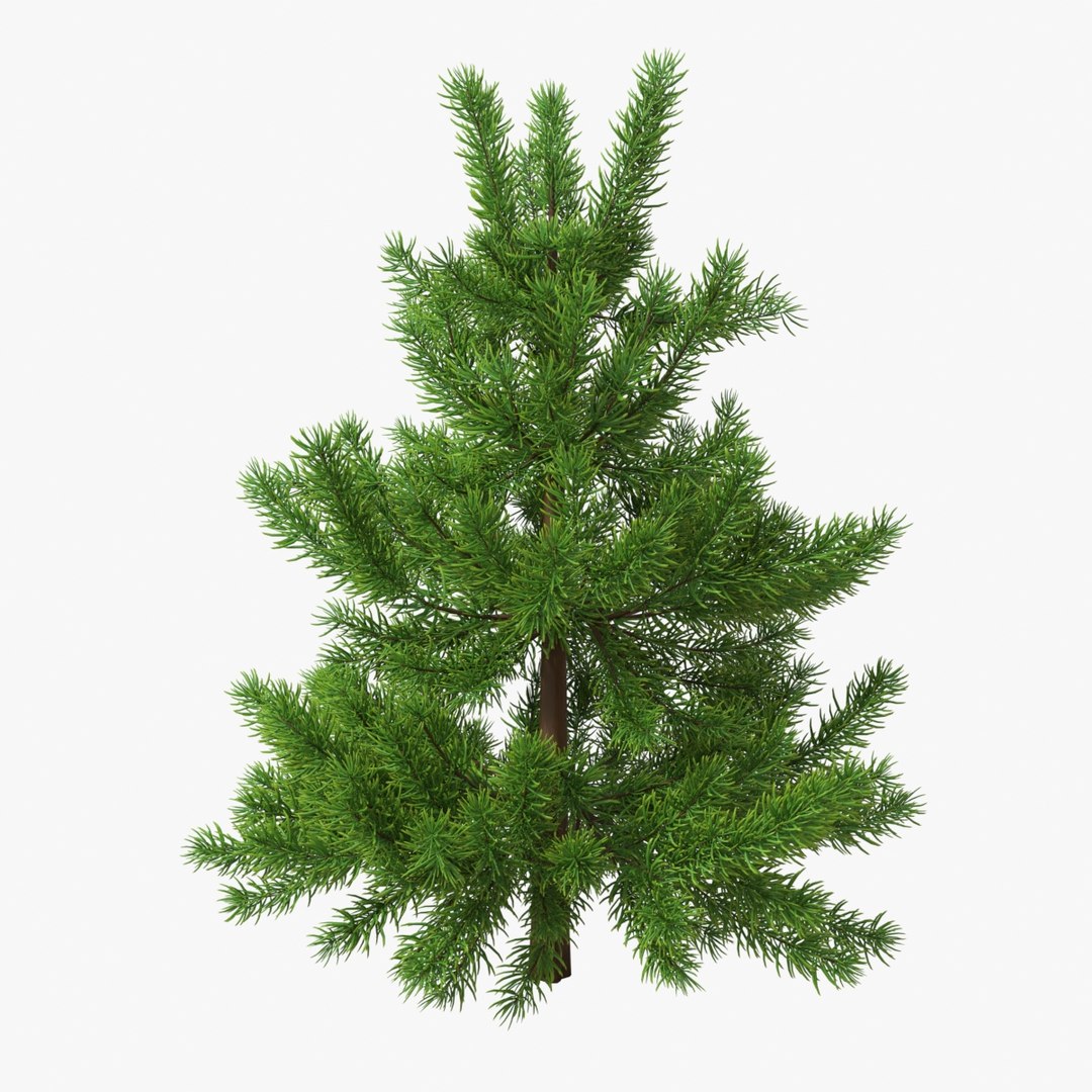 Fir Tree 3D Model - TurboSquid 1199095