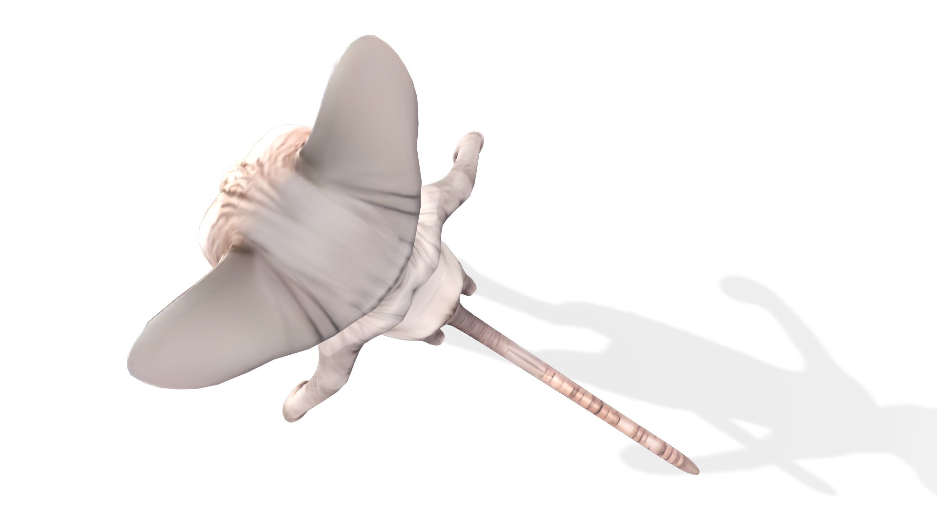 3D Zynx The Wrinkled Wanderer - TurboSquid 2296753