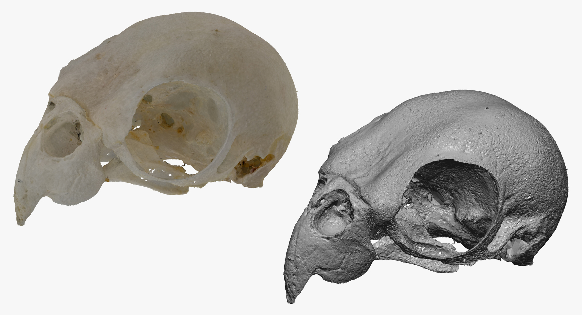 Cockatiel nymphicus hollandicus skull 3D - TurboSquid 1582138