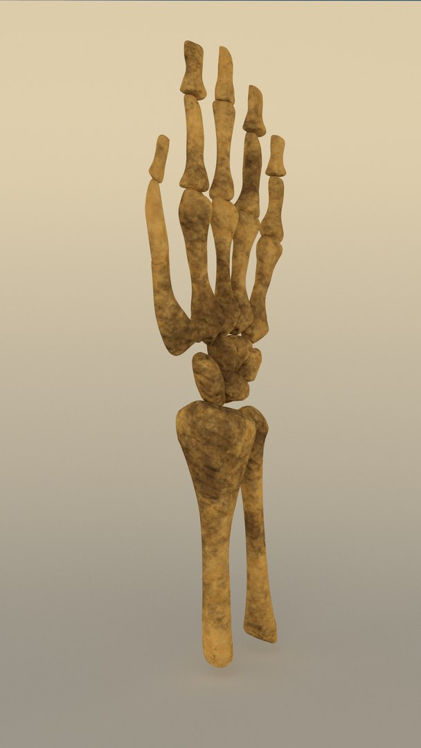 Skeleton Hand 3d Obj
