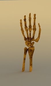 Skeletal Hand 3D Models for Download | TurboSquid