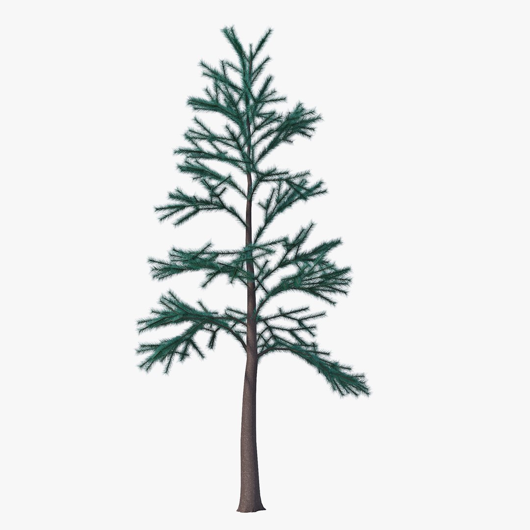 Conifer pack tree 3D model - TurboSquid 1390037