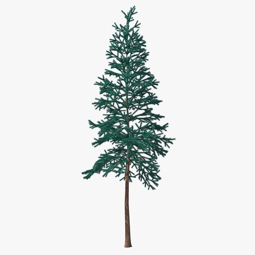 Conifer pack tree 3D model - TurboSquid 1390037