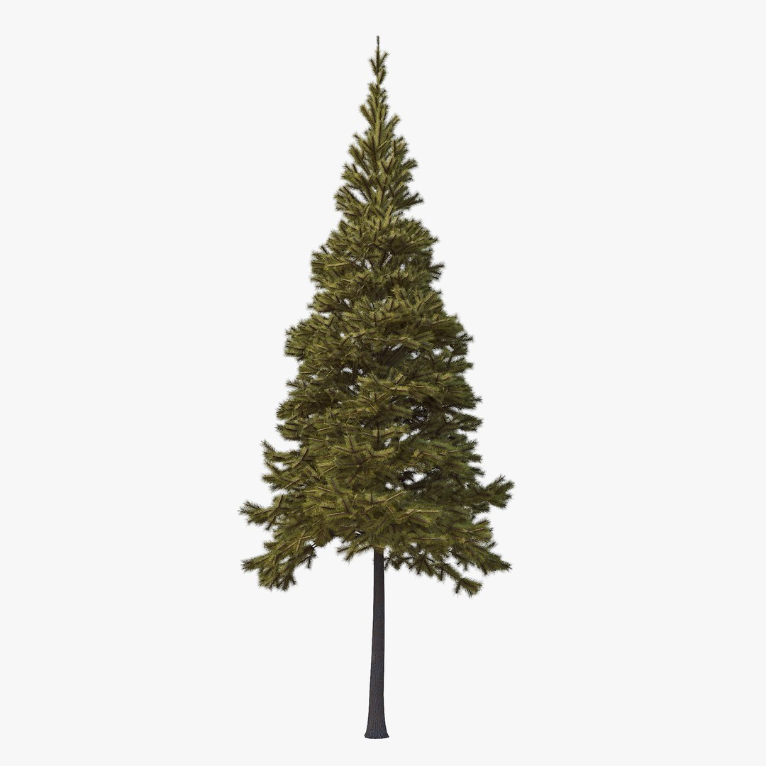Conifer pack tree 3D model - TurboSquid 1390037
