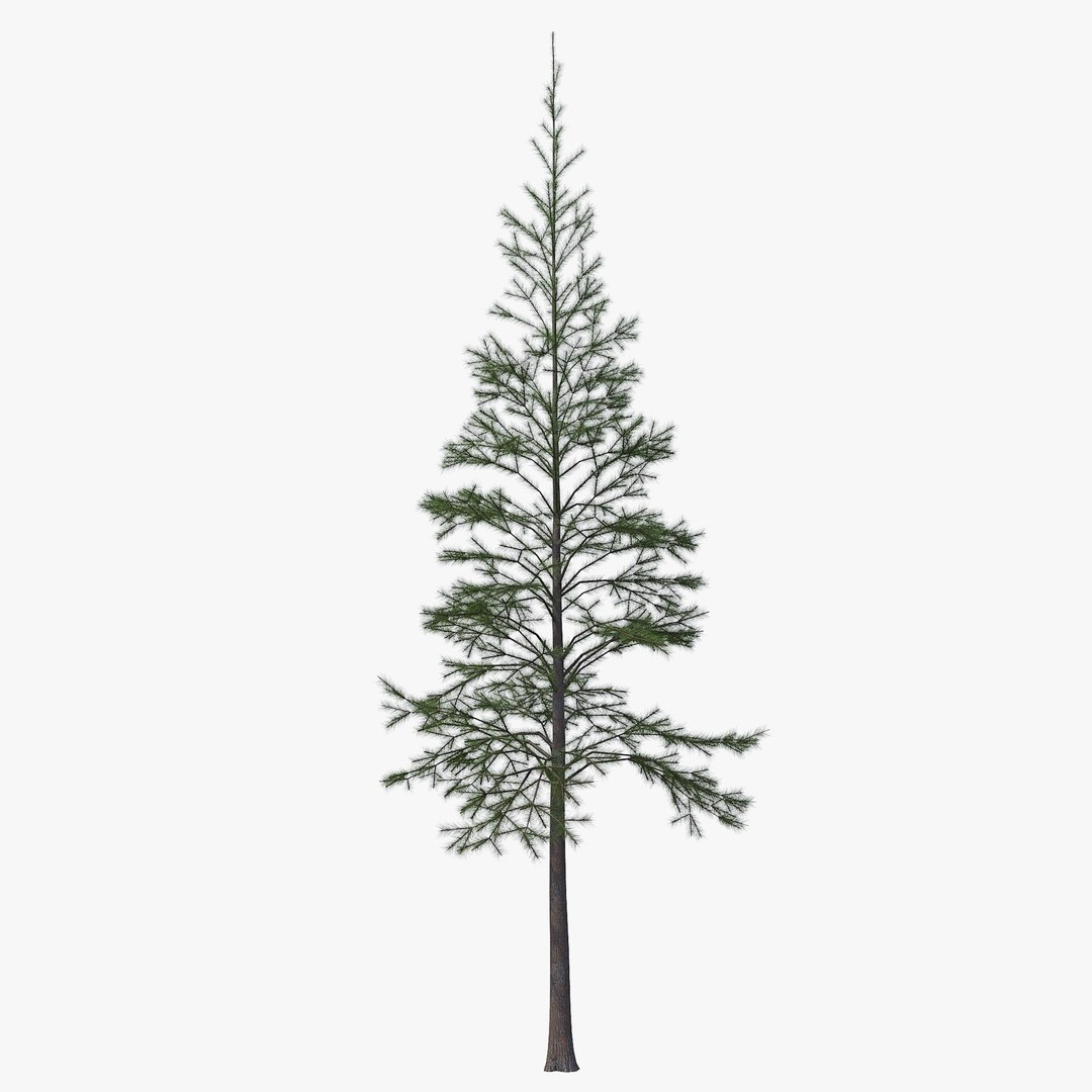 Conifer pack tree 3D model - TurboSquid 1390037