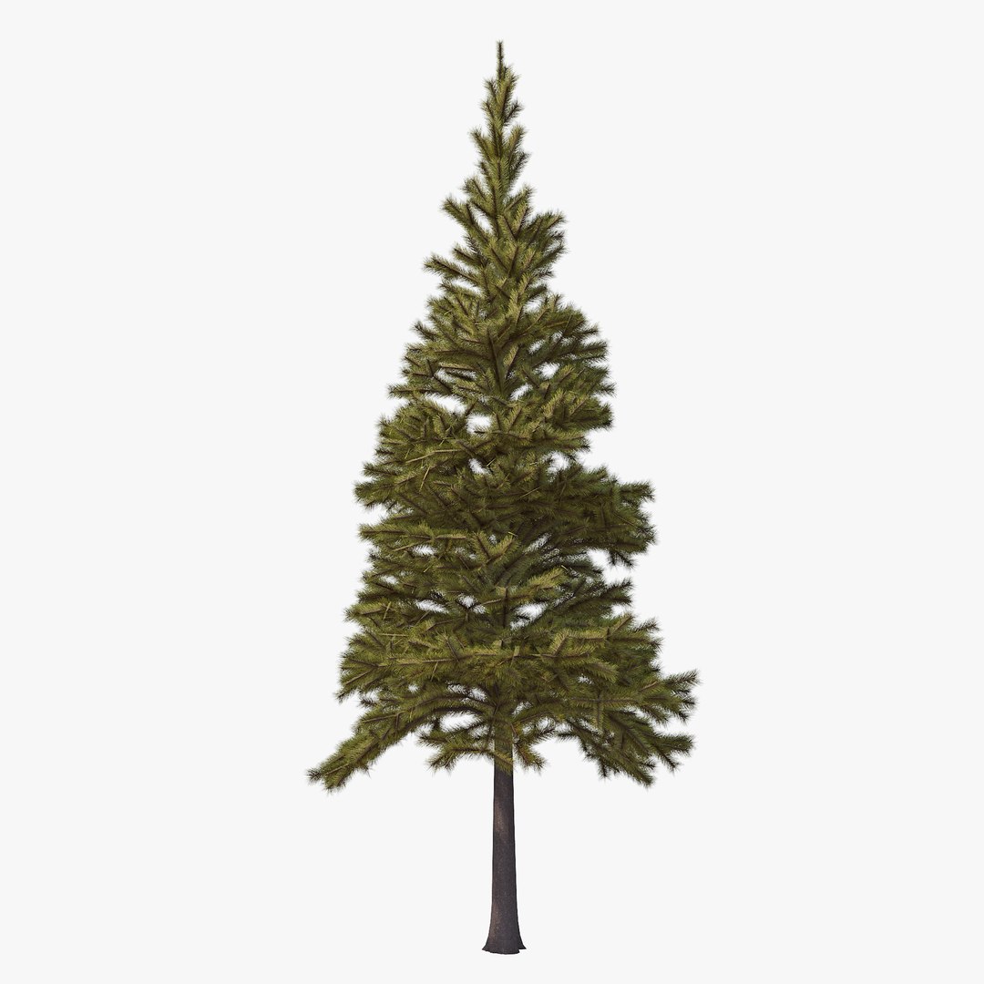 Conifer pack tree 3D model - TurboSquid 1390037