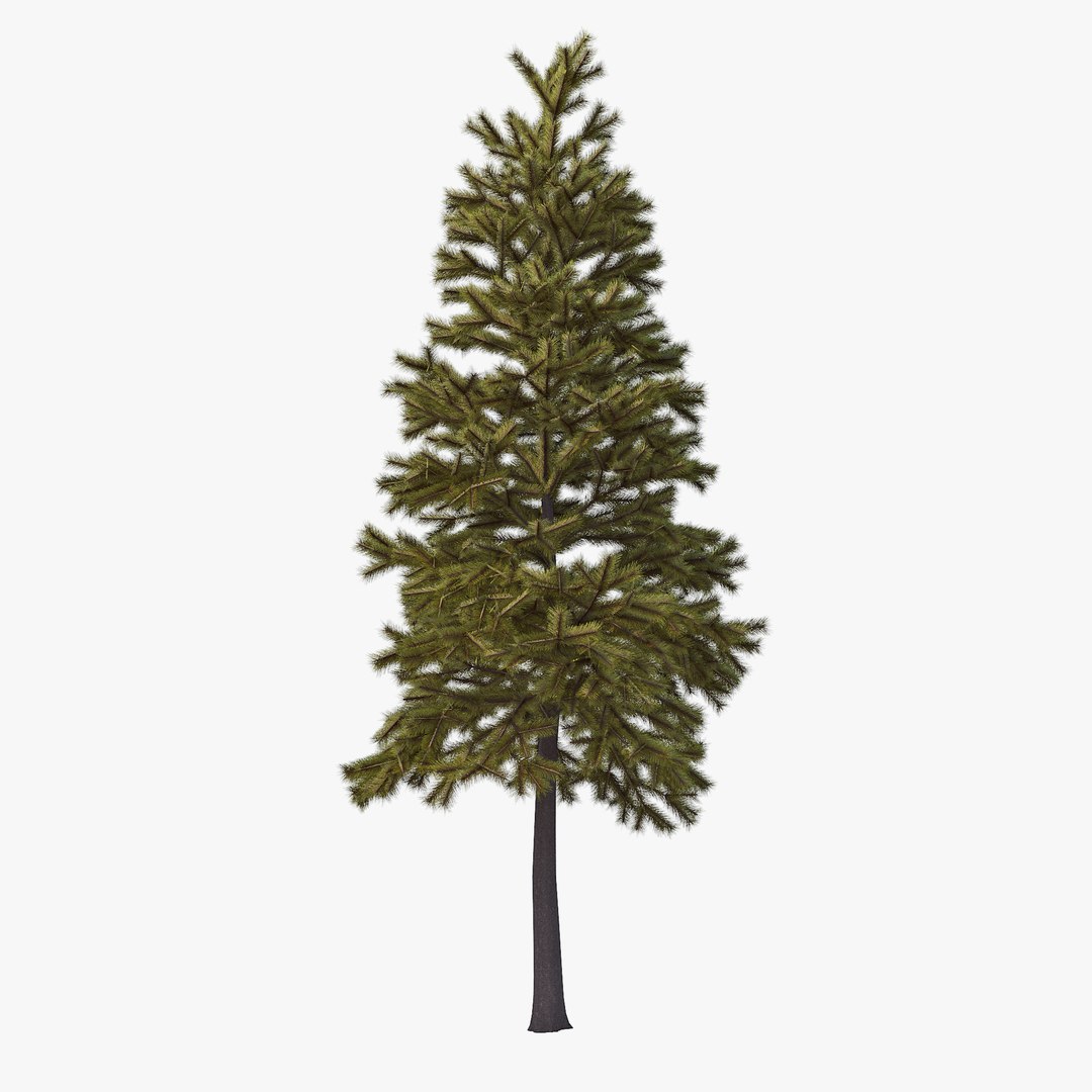 Conifer pack tree 3D model - TurboSquid 1390037