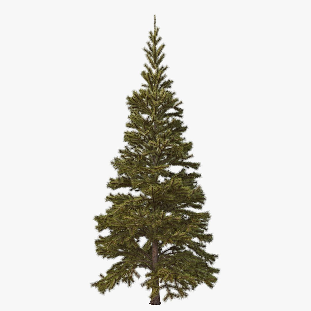 Conifer pack tree 3D model - TurboSquid 1390037