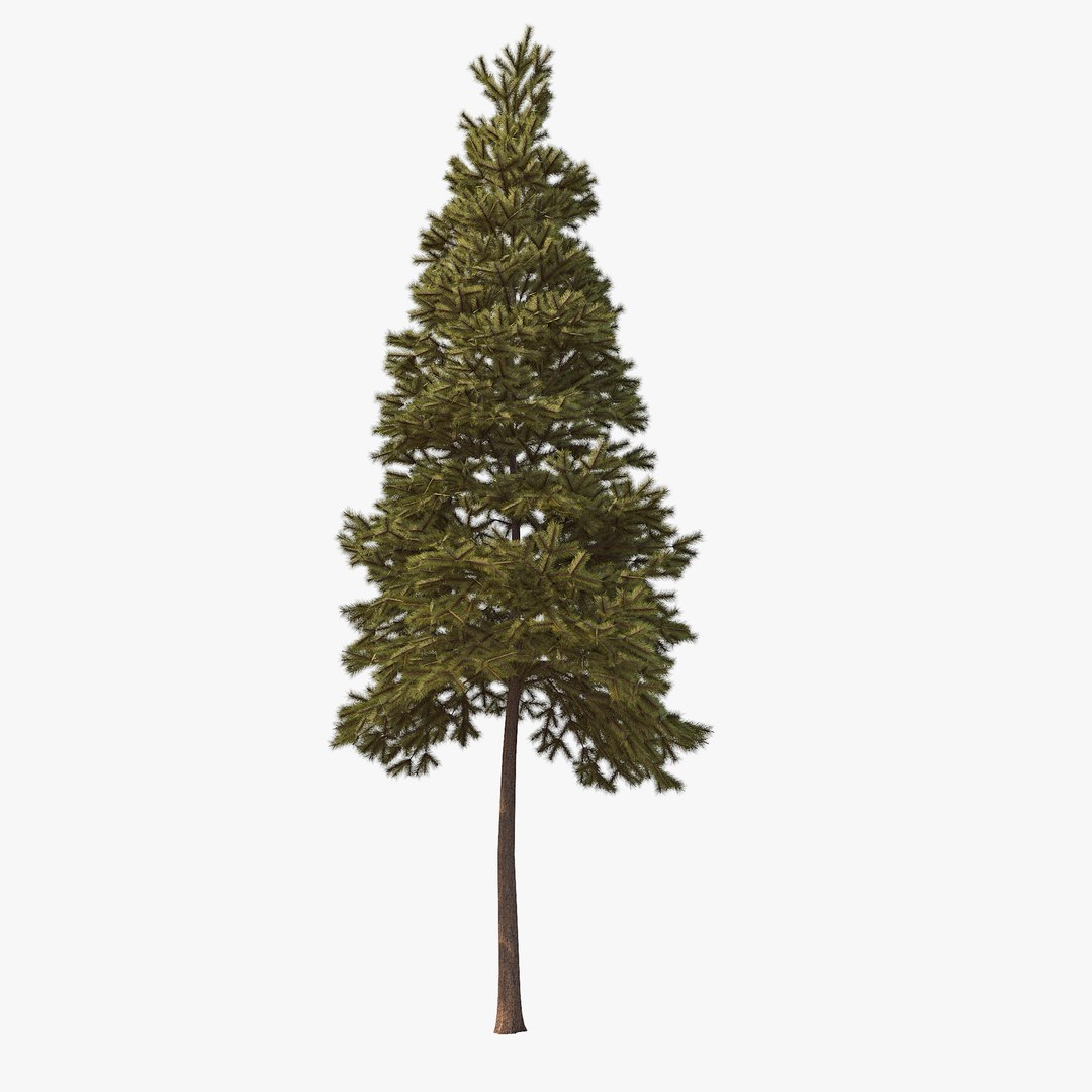 Conifer pack tree 3D model - TurboSquid 1390037