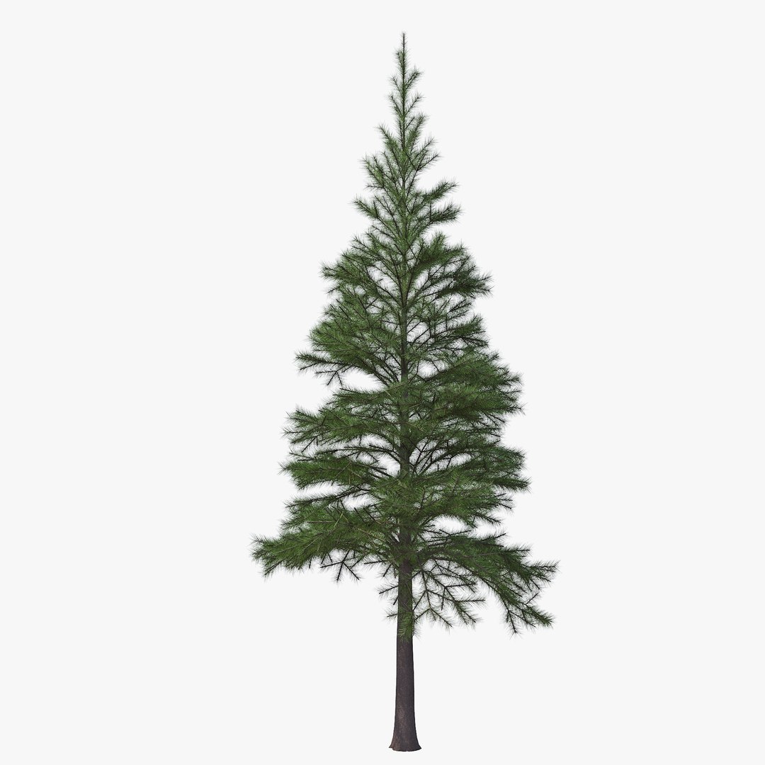 Conifer pack tree 3D model - TurboSquid 1390037