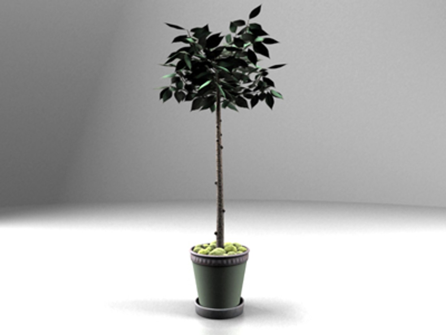 Potted Tree Realistic 3d Ma