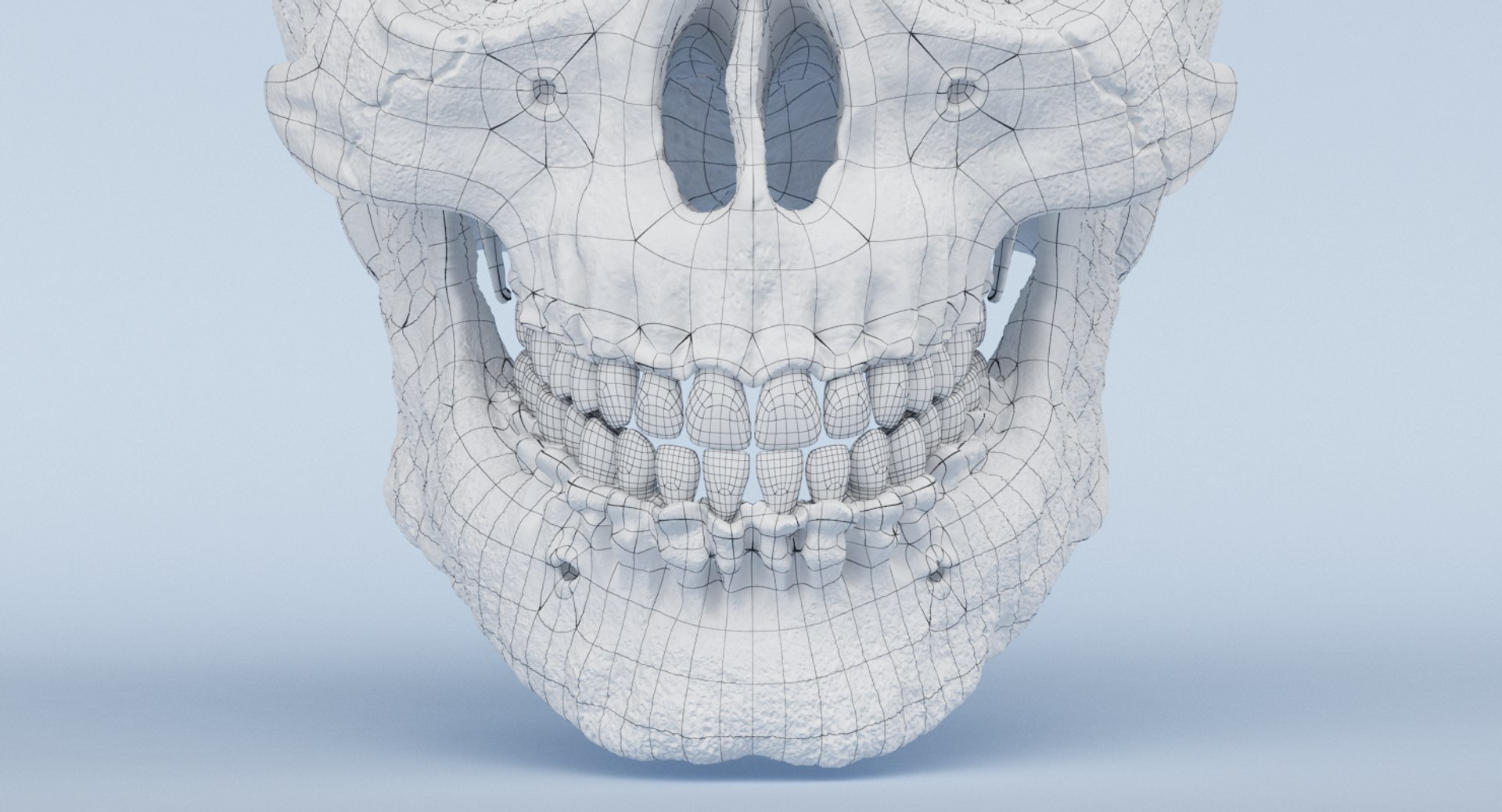 3d Model Of Skull Anatomy